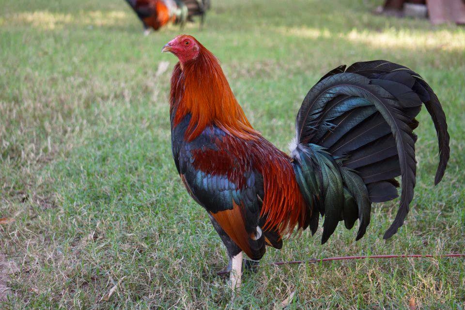 ᐈ】Las Mejores Razas de Gallos de Pelea 2020