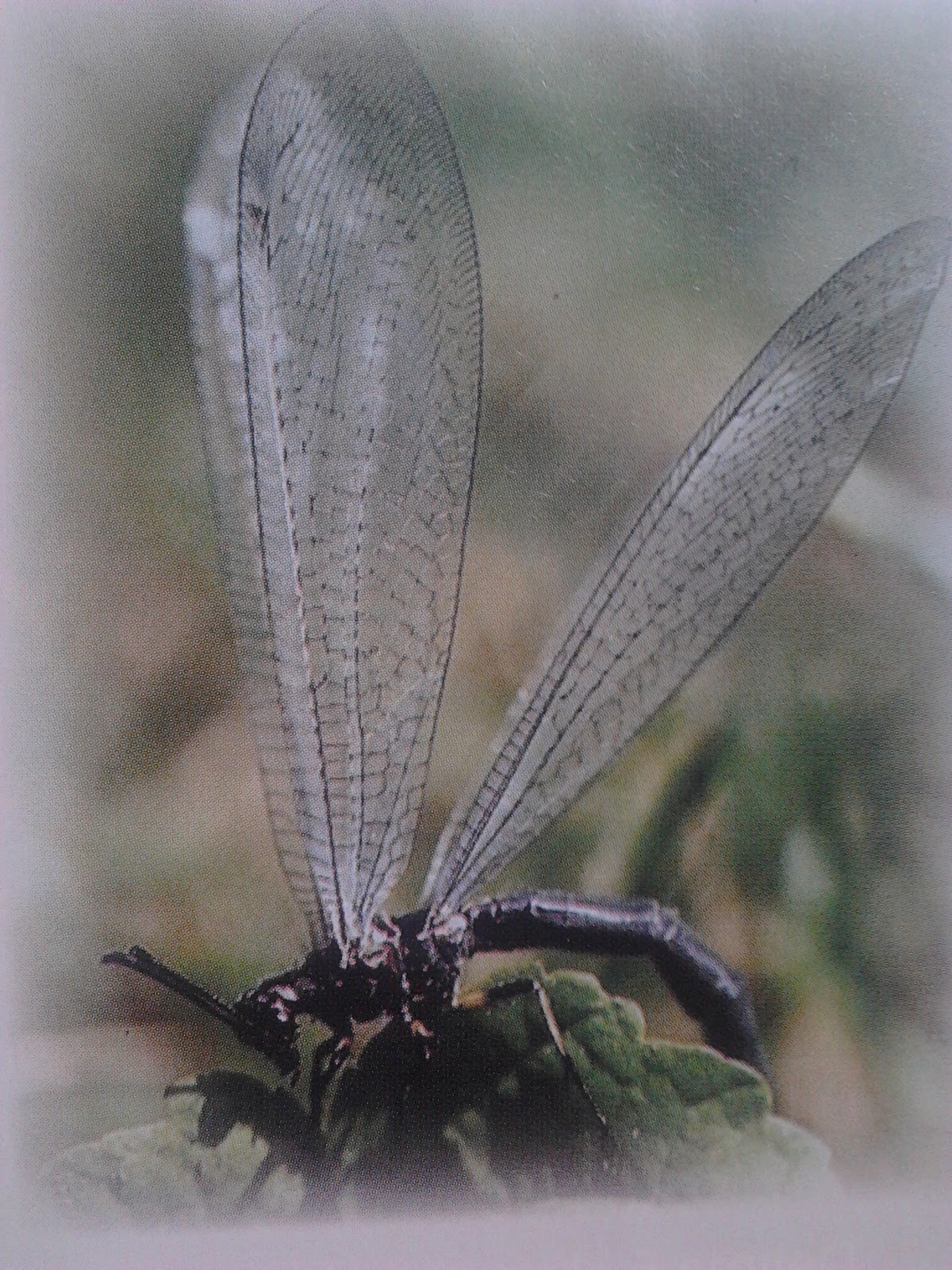 Januari 2012 | Dunia Biologi