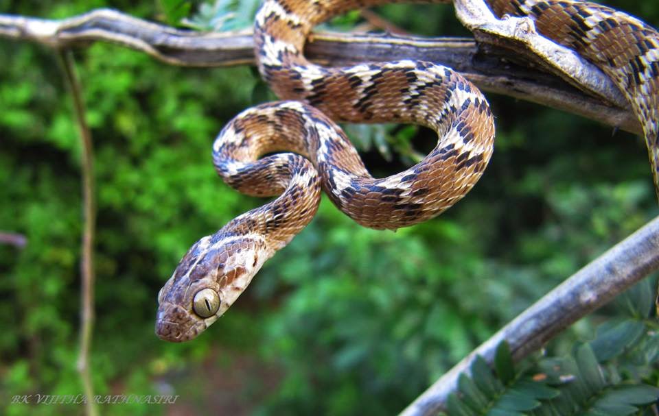 සතුන්ගේ ලෝකය: රෑන් මාපිලා (Common Cat Snake)
