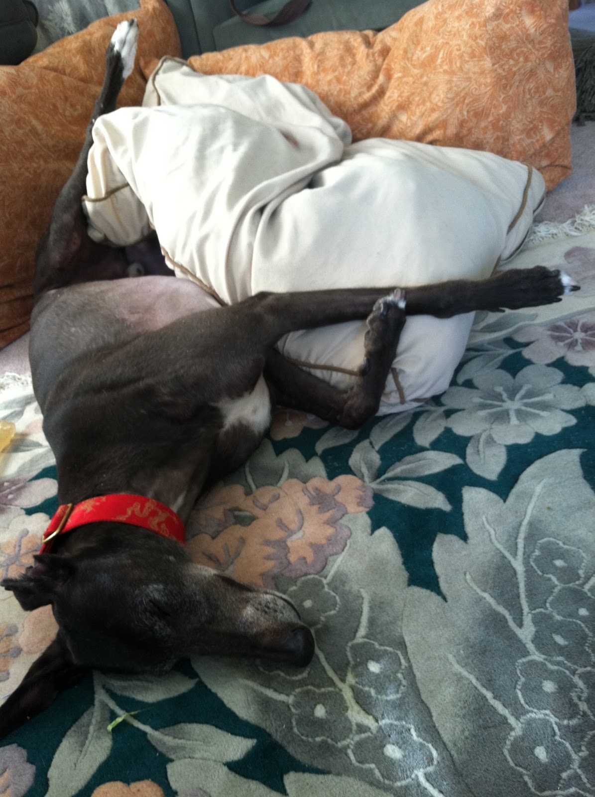 Northern Lights Greyhound Adoption Dog Blog: NLGA Photo Roundup ...