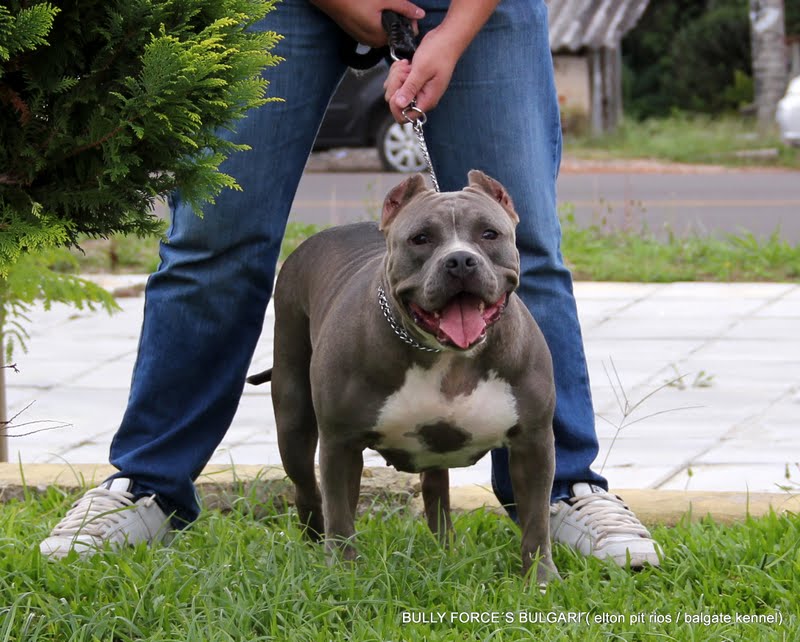 U.S BULLY FORCE BULGARIi =CRIAÇÃO NACIONAL= | American Bully Brasil ...