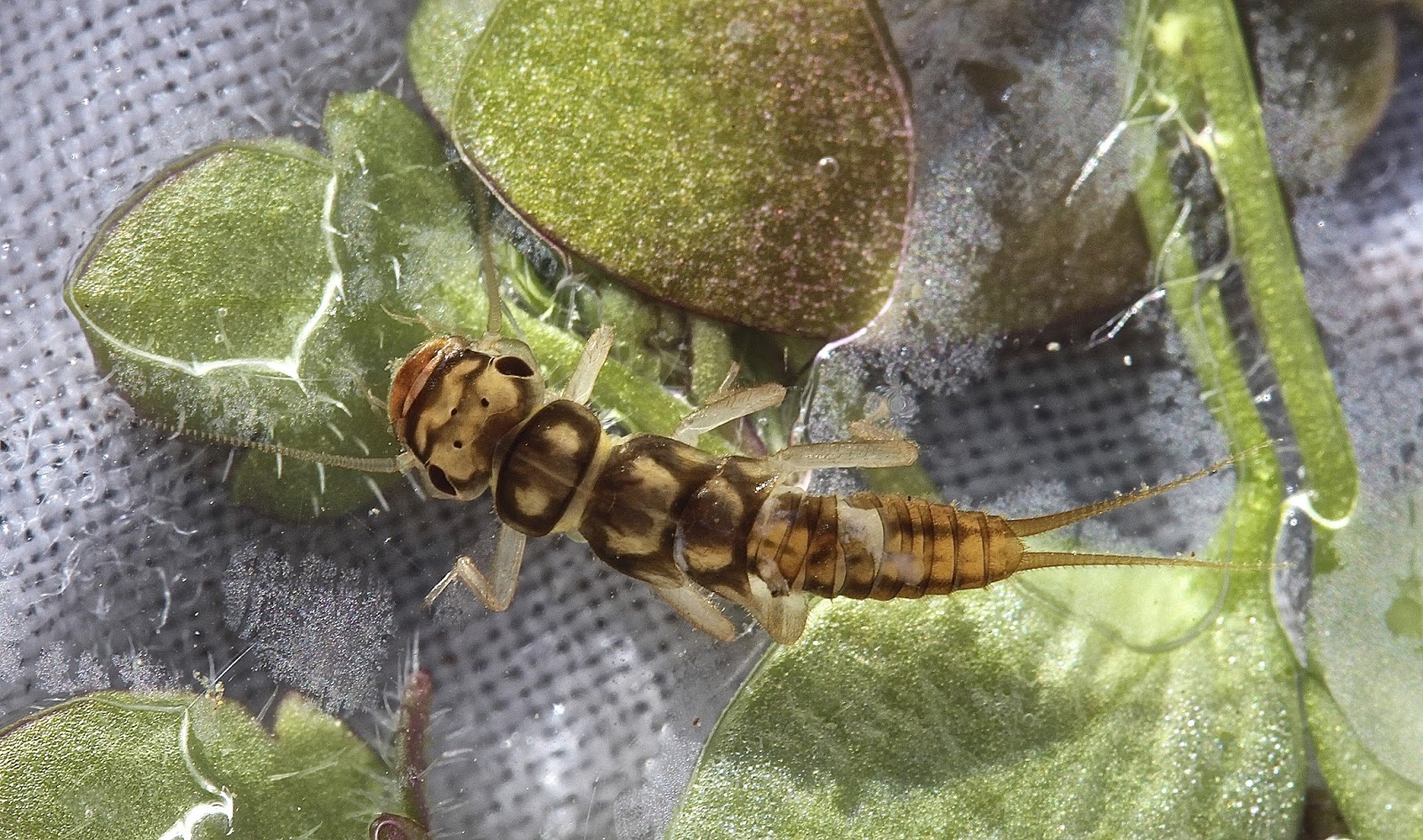 Aquatic Insects of Central Virginia: Updating the Isoperlas: a study ...