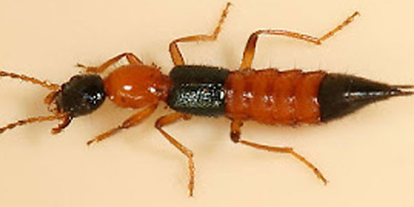 situs resmi Dara izhhar: all about tomcat a.k.a semut semai