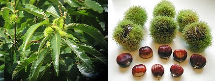 El Bosque Natural: Las castañas: tradición y salud