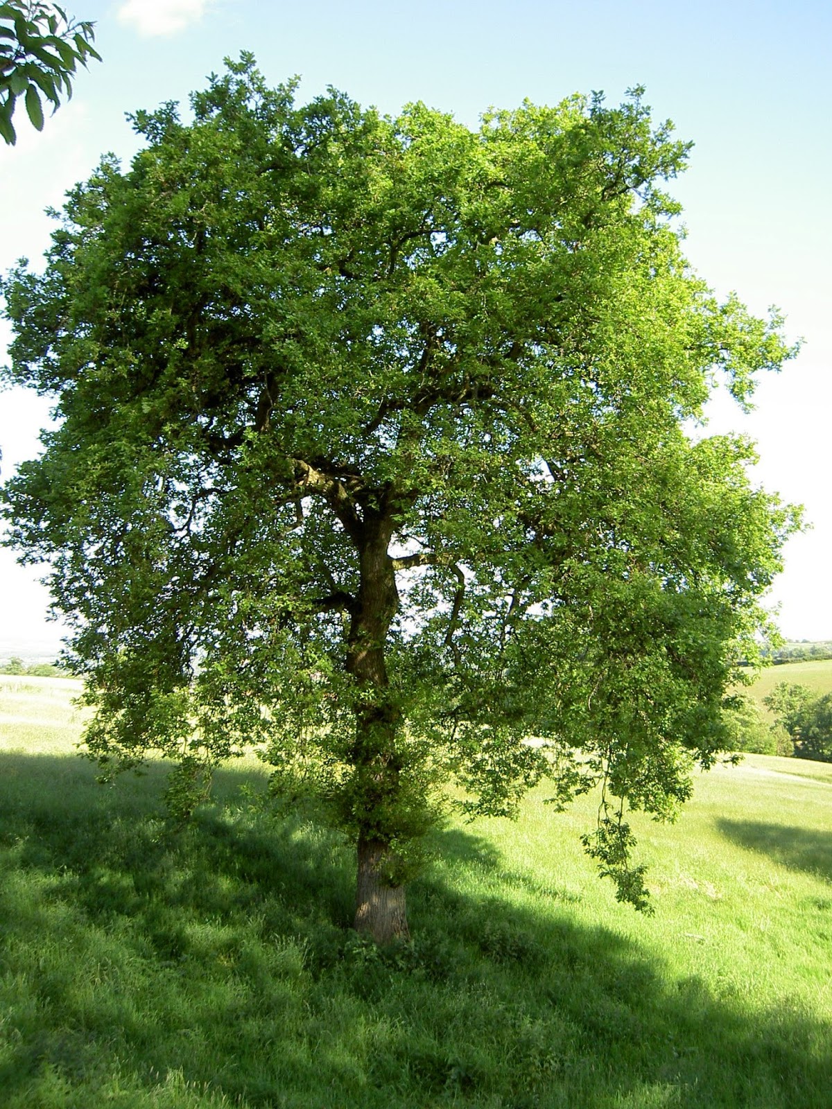 Hrast lužnjak (Quercus robur L.) - Narodno liječenje biljem