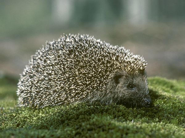 The Hedgehogs | The Wildlife