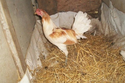 Pink Hatch ~ Rooster Village