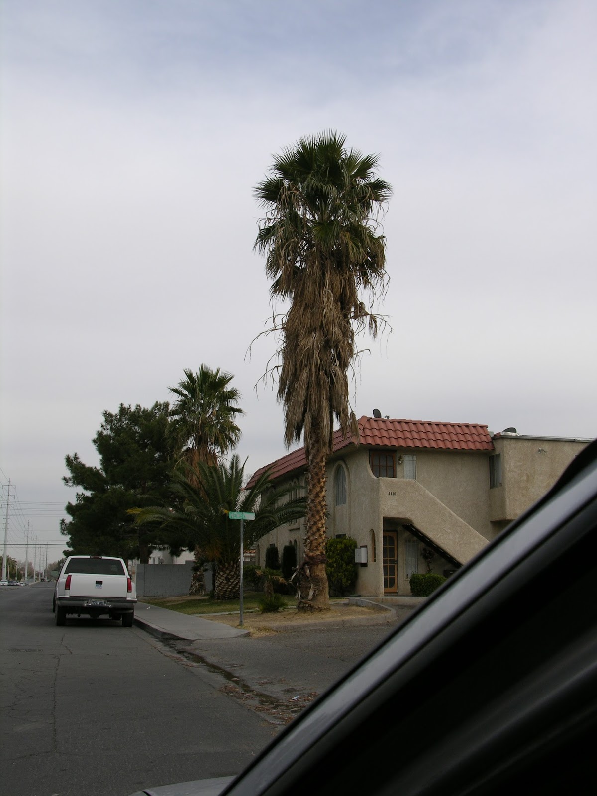 Xtremehorticulture of the Desert: Palm Fronds Do Not Fall From Tree ...