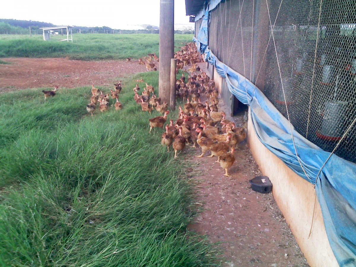 CRIAÇÃO DE ANIMAIS: Instalações para as aves (Frango Colonial)