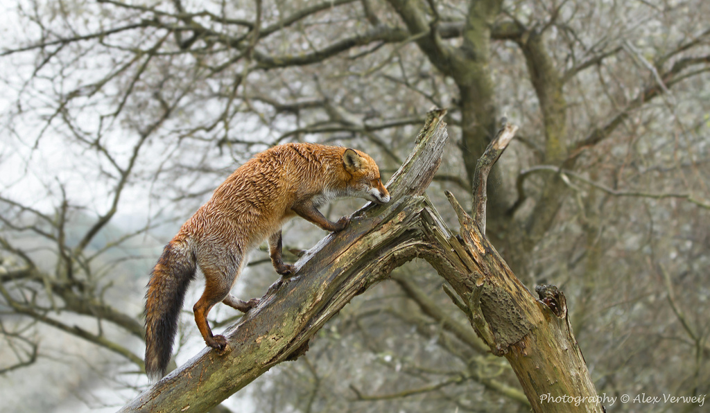 Anomalous Observational Phenomena: The Fox In The Tree