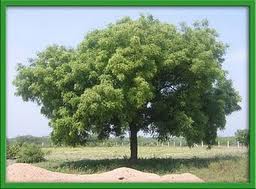 Virutcha Shasthra - Arasu and Vembu