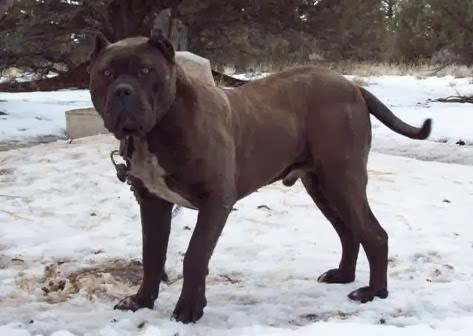 BANDOG FIGHT CLUB: PERROS : EL BANDOG