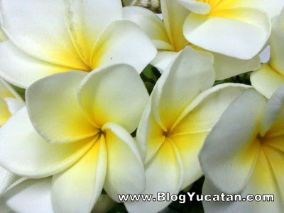 Flor de mayo ( Plumeria ) - BLOG YUCATÁN