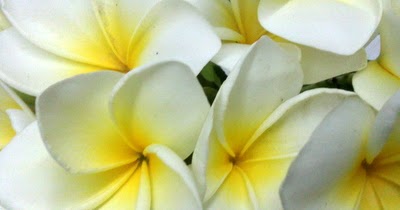 Flor de Mayo ( Plumeria ) - BLOG YUCATÁN