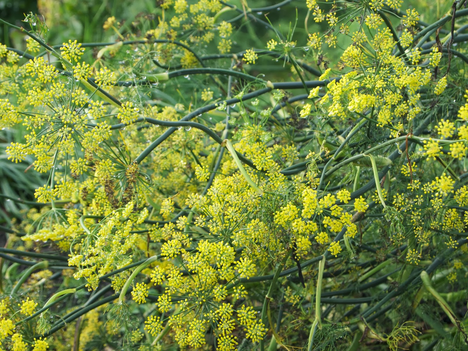 Vild med Køkkenhave: Flere slags fennikel