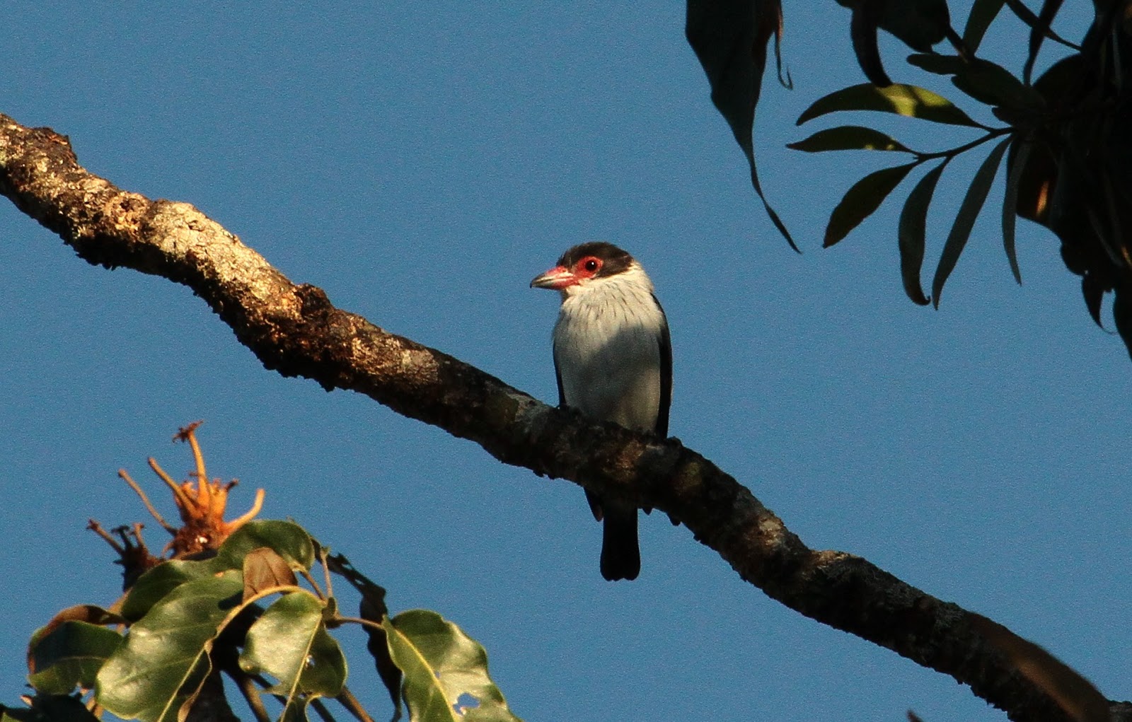 Nuestro bello mundo...: Part VIII, Birding Tour, El Brujo y el Pauji