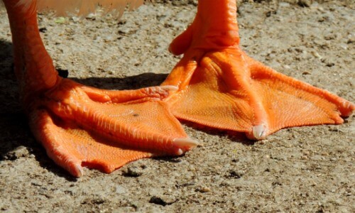 LA LLAVE MAESTRA: AVES: ¿CÓMO SON SUS PATAS?