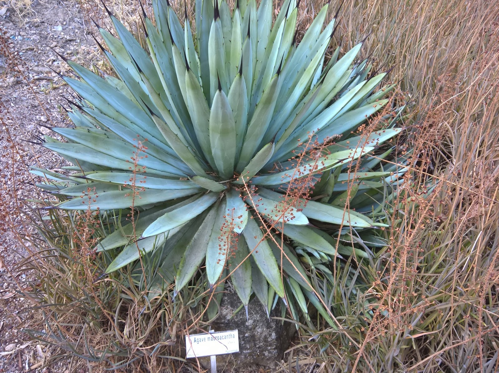 Agave : Come Riconoscere le Diverse Specie - Con Foto e Descrizione ...