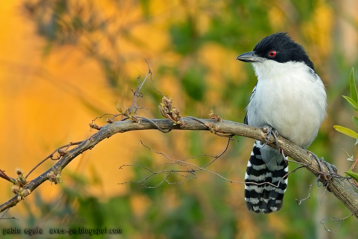 mis fotos de aves: Taraba major Chororó Great Antshrike