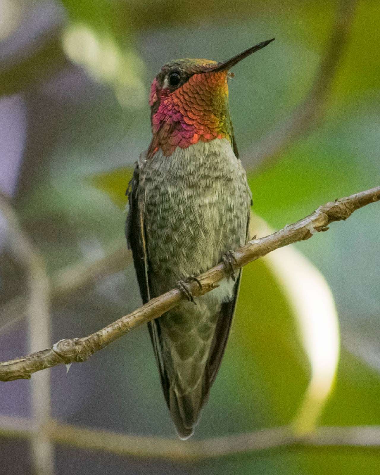 Anna's Hummingbird ~ Rocklin Wildlife