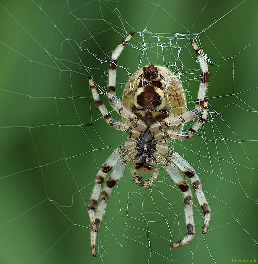 Moja przygoda z fotografią - Żyjąc z naturą : Pająk Krzyżak