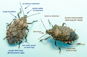 Brown Marmorated Stink Bugs – Plant Something Oregon