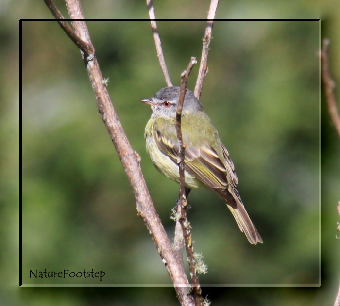 NatureFootstep Birds in Costa_Rica: Rough-legged tyrannulet ...