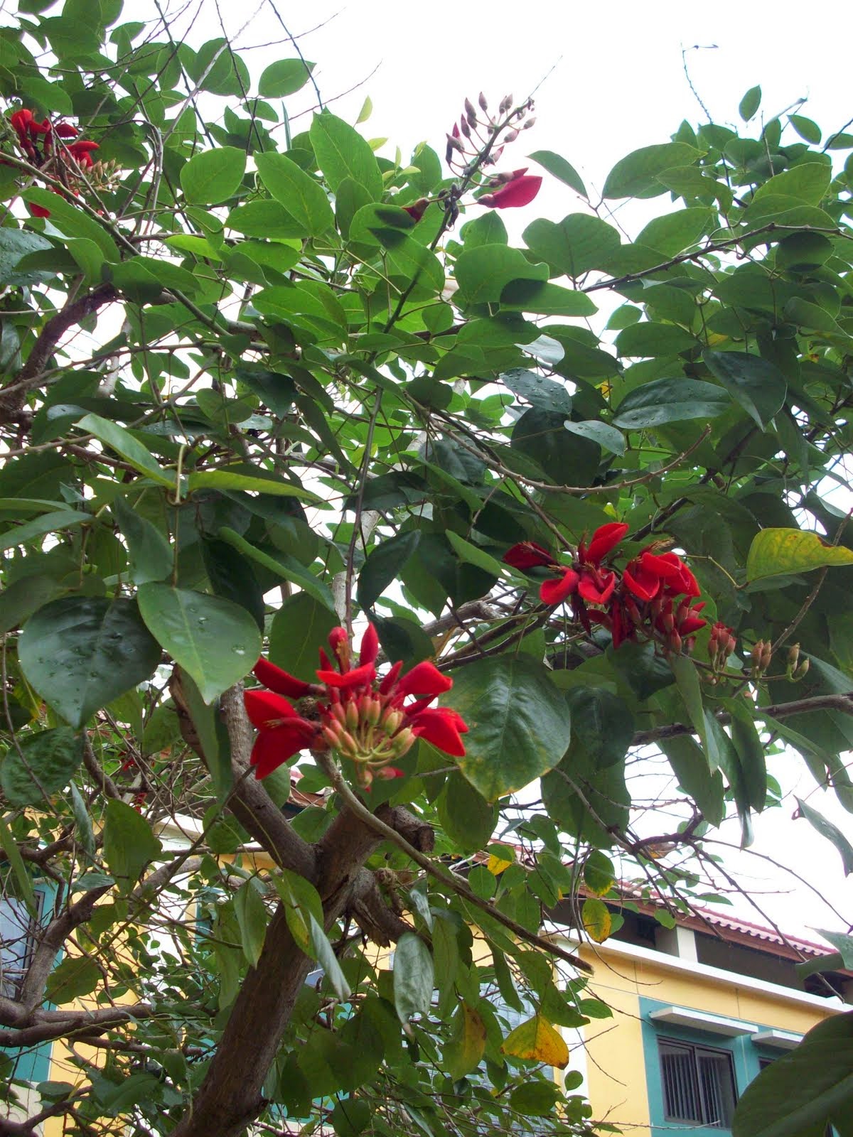 Macam-macam pohon pelindung | jual aneka pohon pelindung untuk peneduh ...