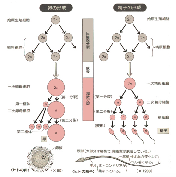 Kem Biology 高校生物(専門)「配偶子形成」