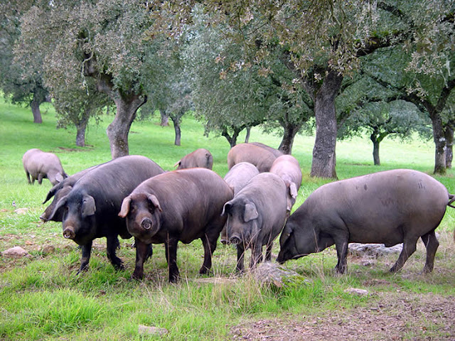 Del viejo el consejo: El jamón y el cerdo ibérico (I). | Con un par de ...