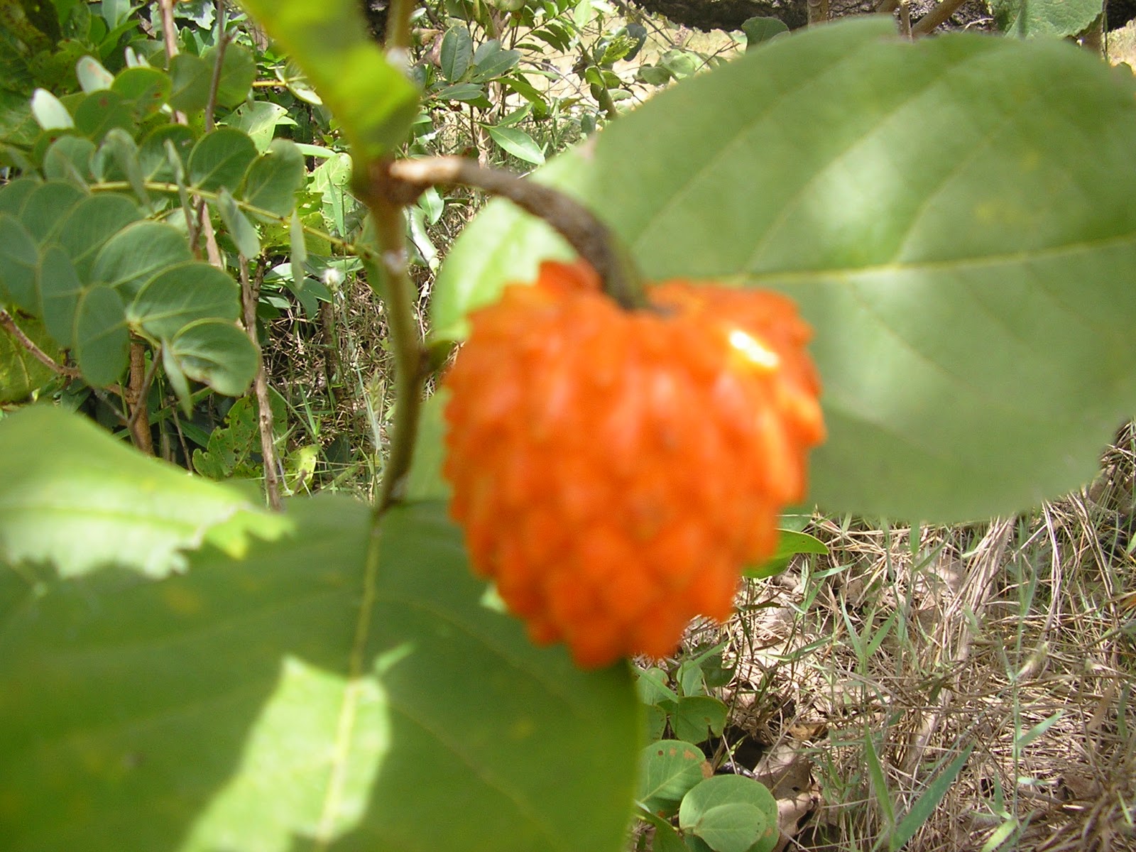 natureza selvagem: Araticum-de-raposa