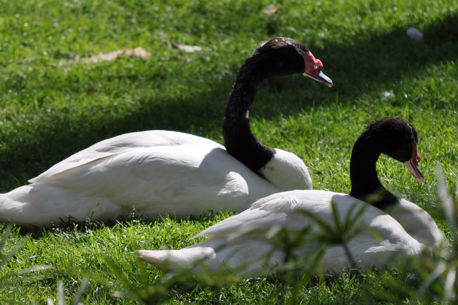 ZOOTOGRAFIANDO (6.100 ANIMALS): CISNE DE CUELLO NEGRO / BLACK-NECKED ...