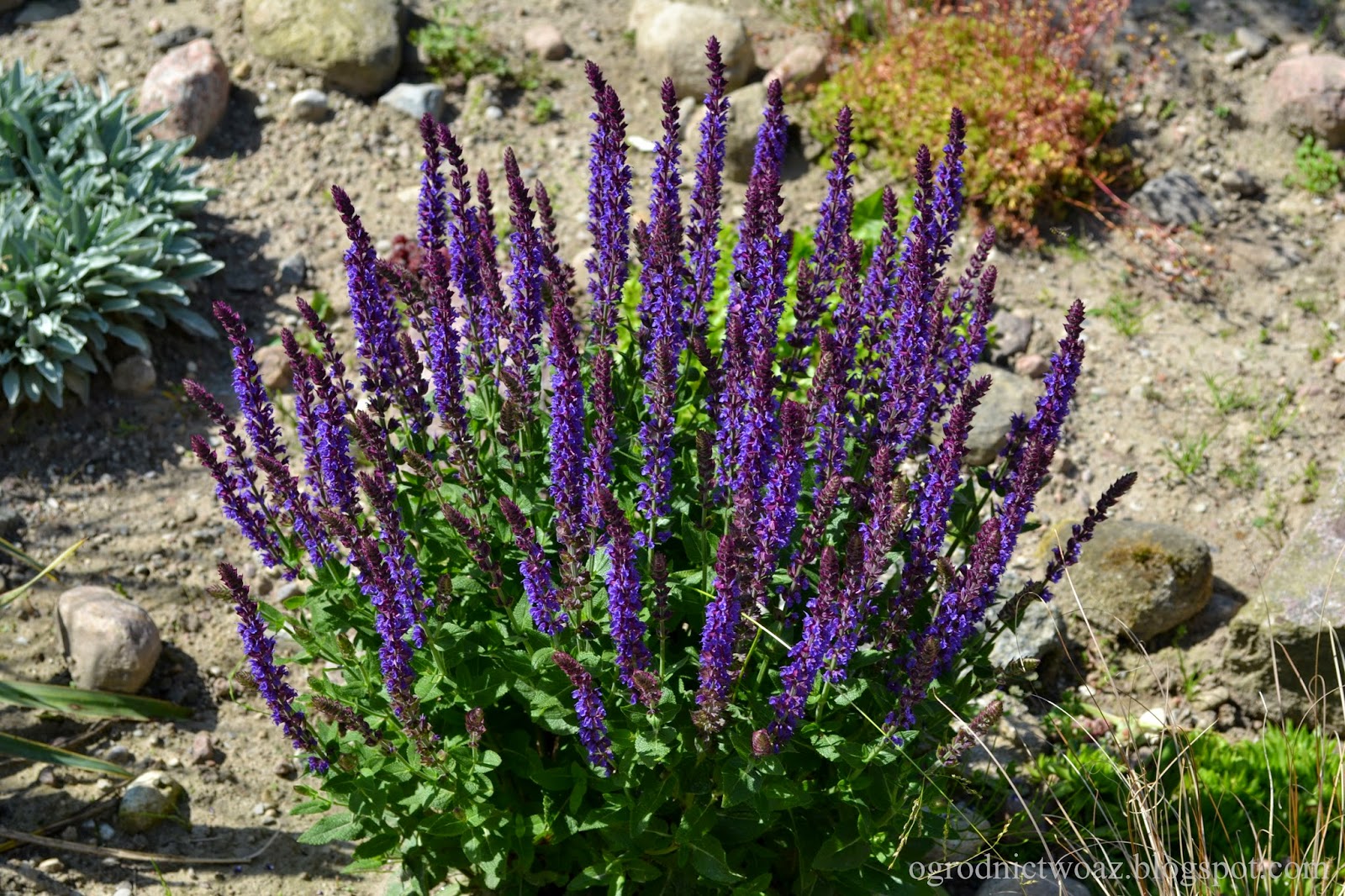 Szałwia omszona (Salvia nemorosa)- wygląd, uprawa i pielęgnacja Szałwia omszona (Salvia nemorosa)- wygląd, uprawa i pielęgnacja