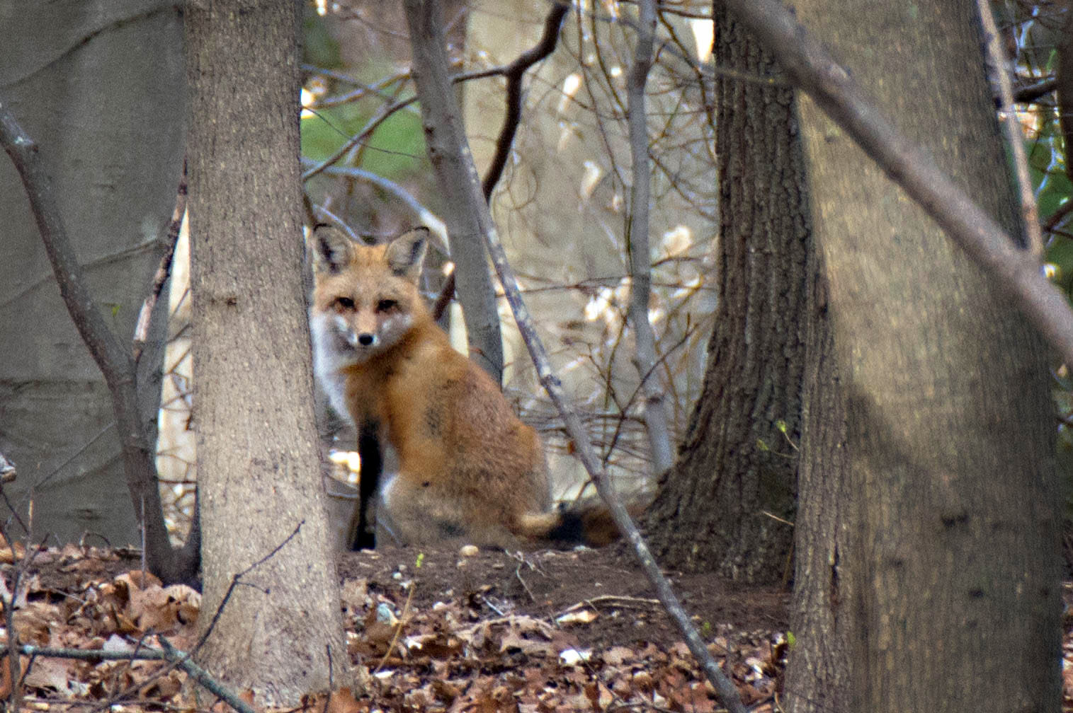 Carol's View Of New England: Red Fox Day 1 2017
