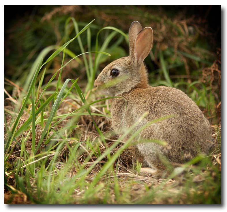 Welshphotoguy: Baby Wabbit
