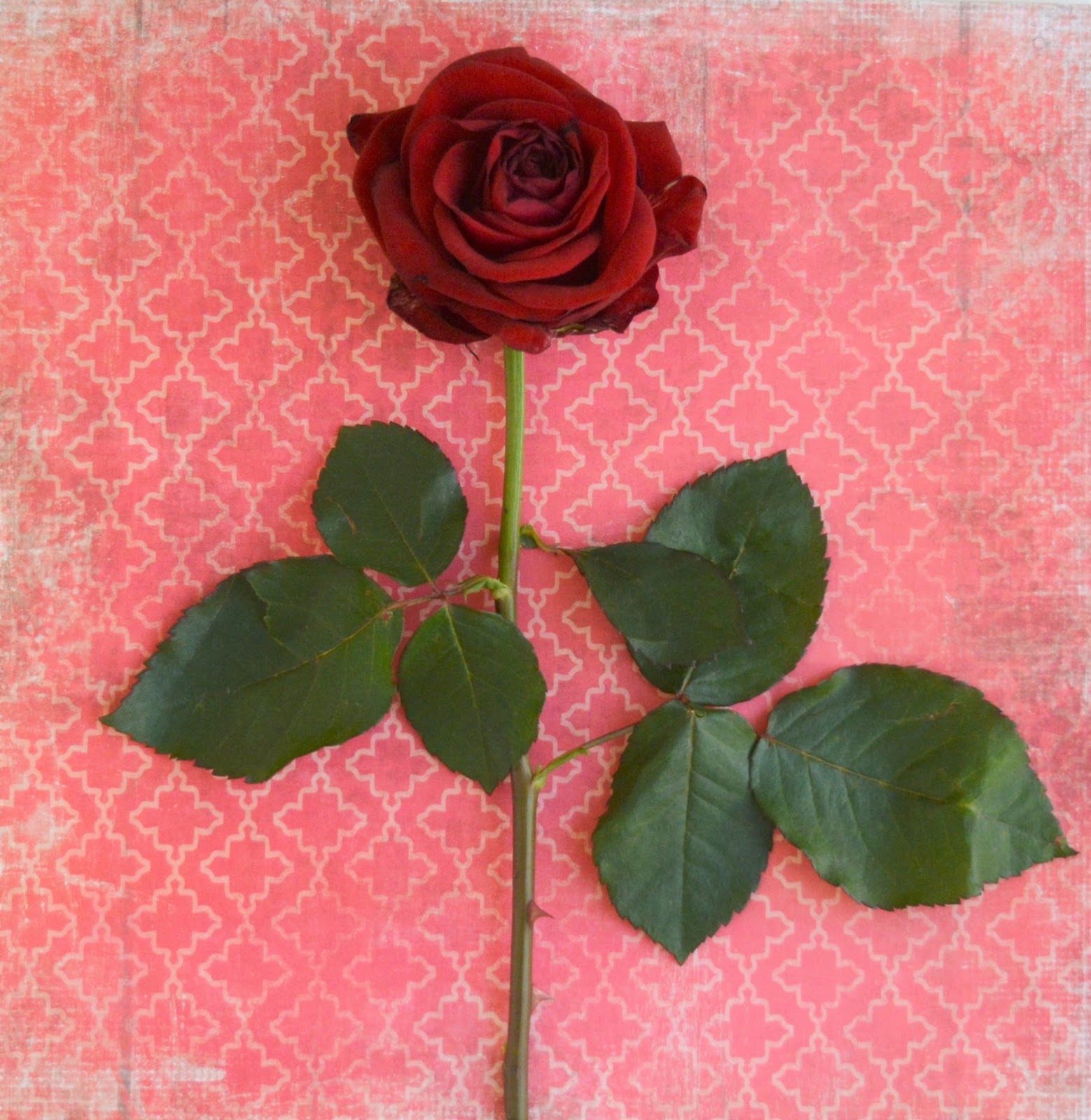 Bemerry.B: Photos - un bouquet - 3 roses - différentes façons de les ...