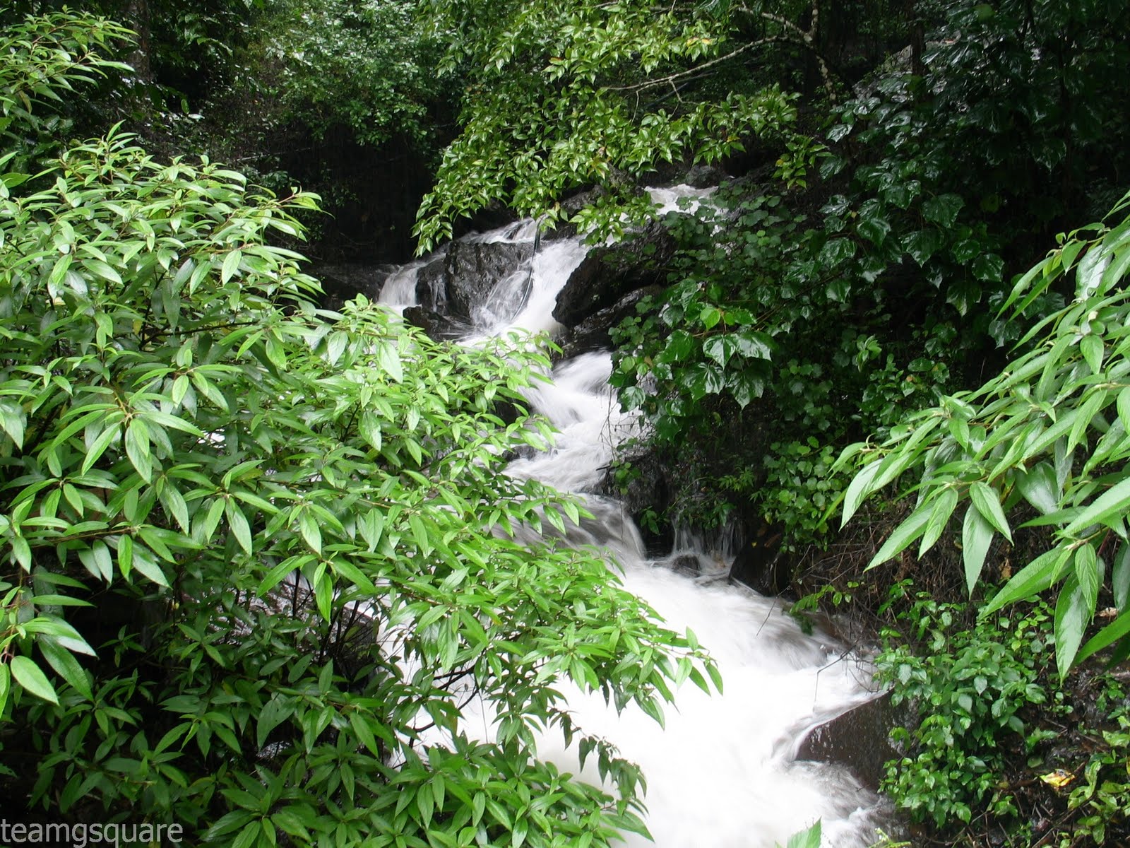 Team G Square: The Mighty Hebbe Falls - Kemmangundi, Chikmagalur