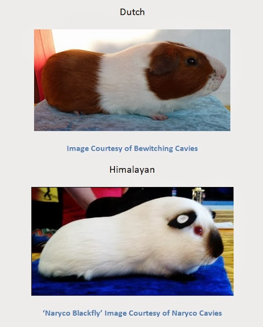 My Cavy Kingdom: Cavy Colours