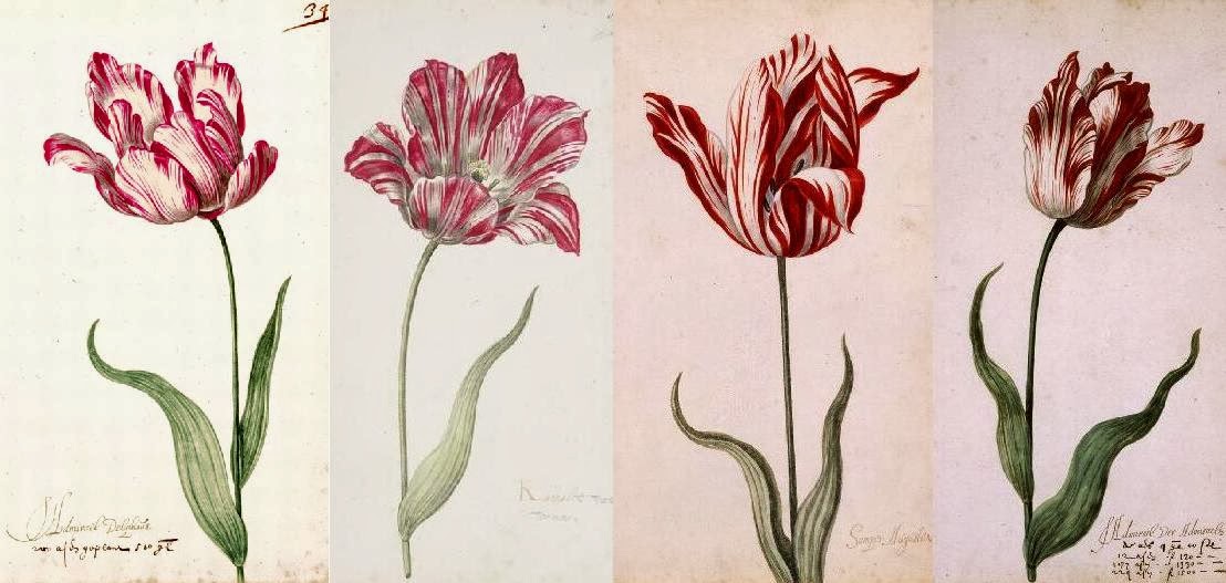 TULIP ‘SEMPER AUGUSTUS’ - DOES IT STILL EXIST? |The Garden of Eaden