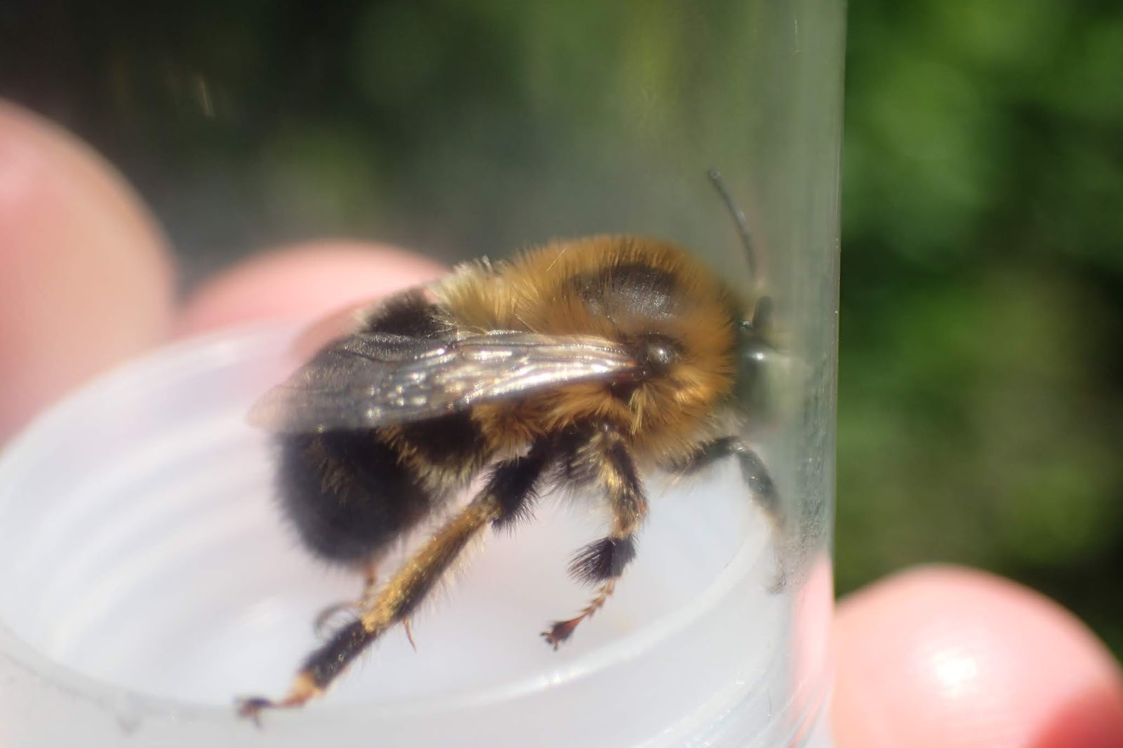 The Lyons Share: Potter Flower-bee (Anthophora retusa) thriving at ...