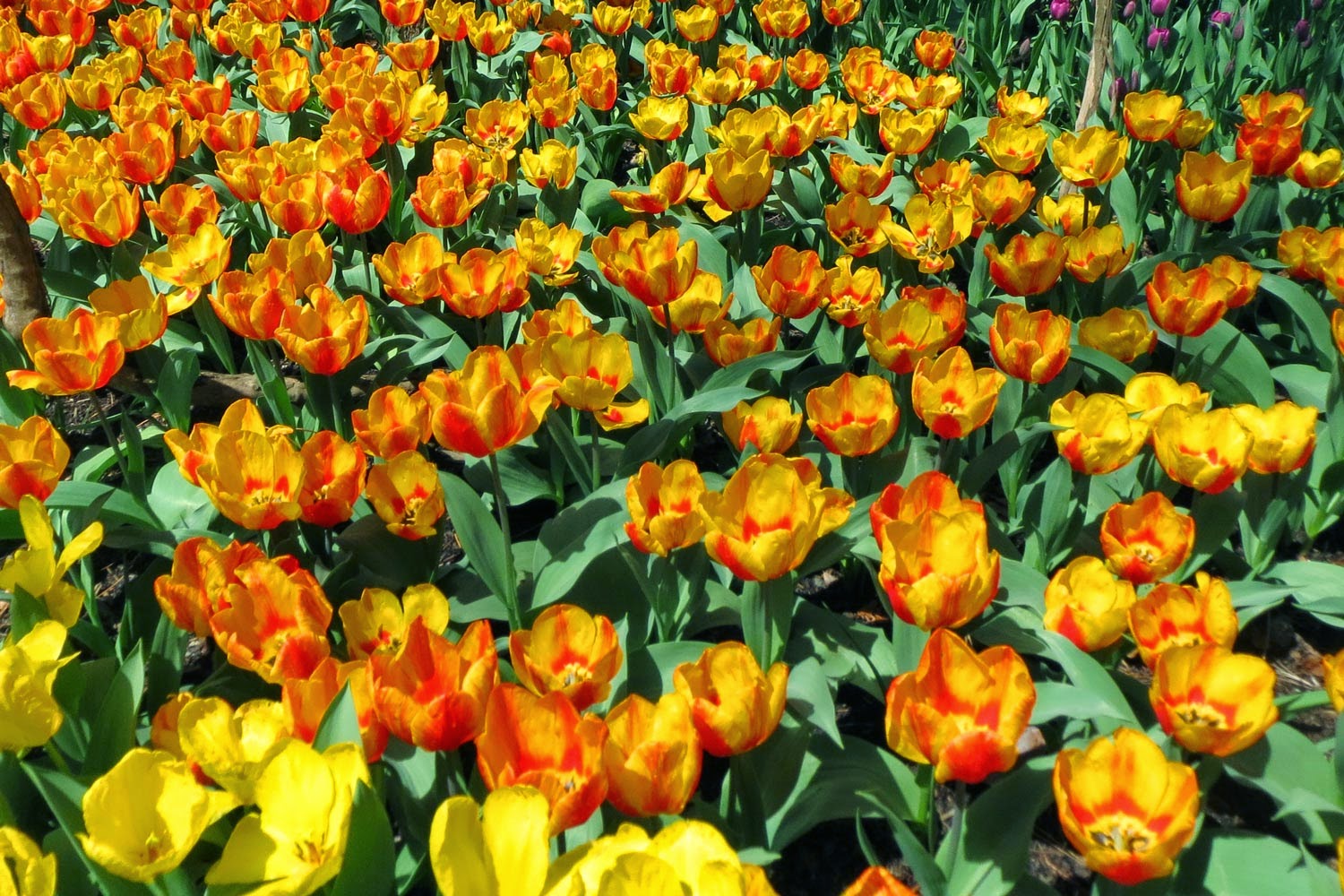 An Arkies Musings: Tulip Extravaganza