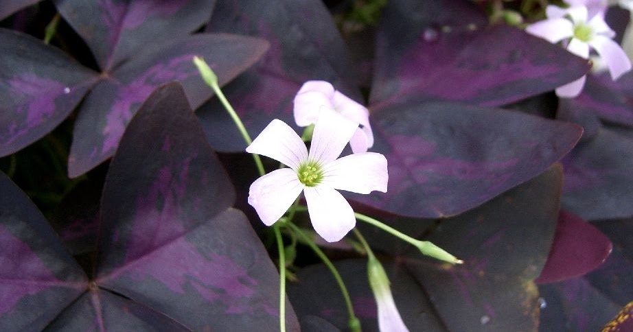 HOW TO GROW OXALIS TRIANGULARIS |The Garden of Eaden