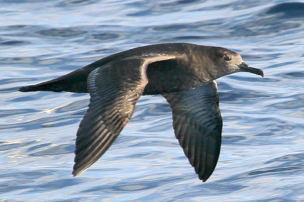 AVESANTURTZI: PARDELADA EN LA COSTA VIZCAINA
