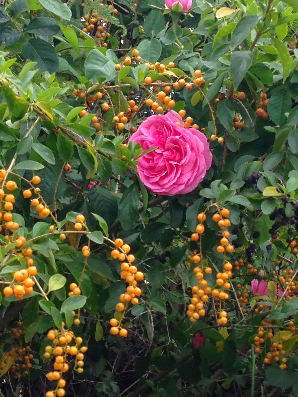 Andie's Way: Duranta erecta aka Sky Flower, Golden Dewdrop, and Pigeon ...