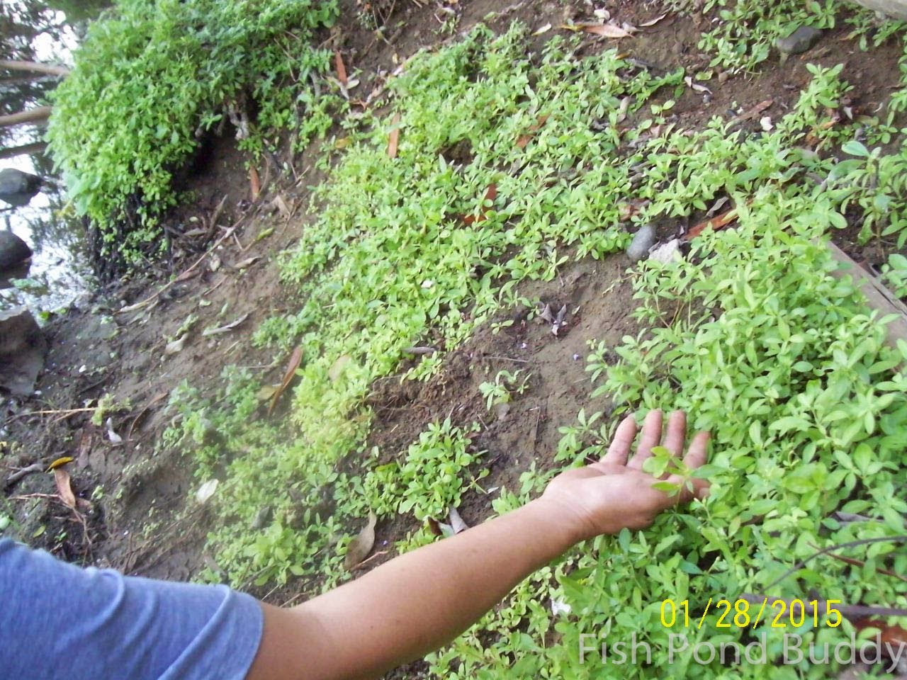 Fish Pond Buddy: February 2015