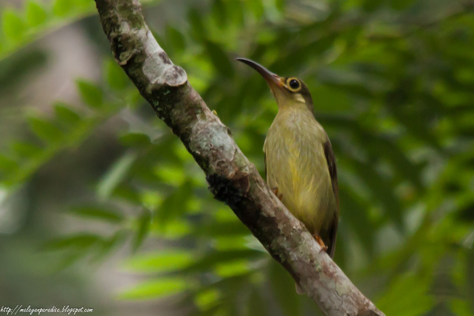SOUTH EAST ASIA BIRDS - Malaysia birds paradise: September 2012