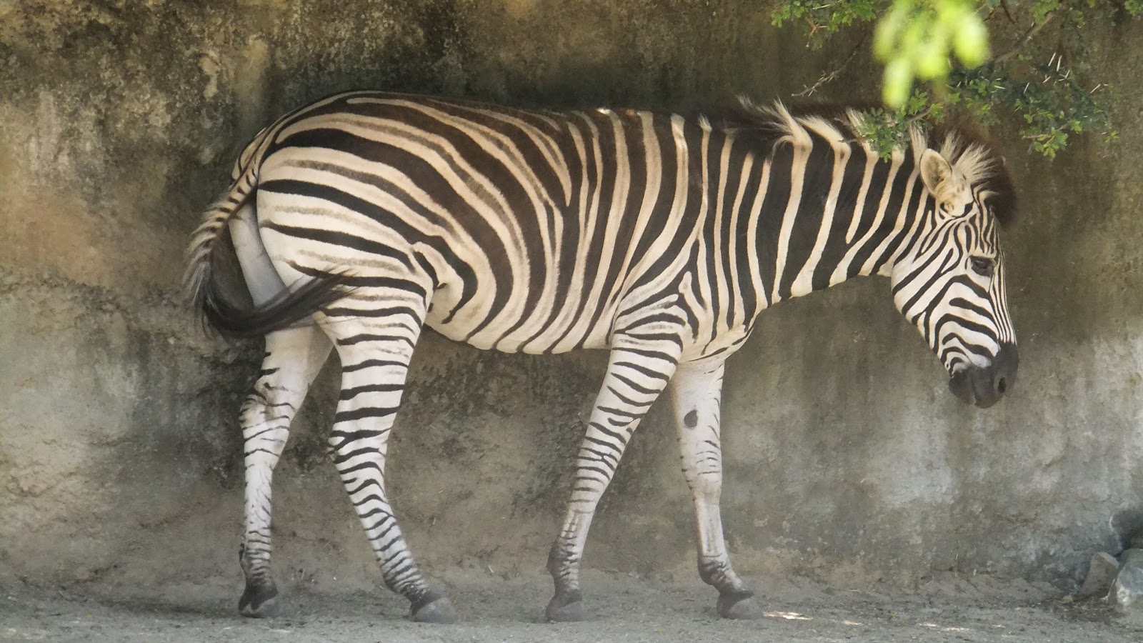 Justina-Overseas: Taronga Zoologijos Sodas Sidnėjus