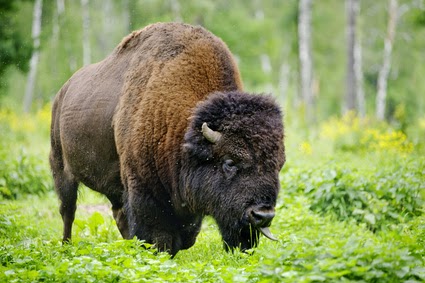 animal magazine: le Bison