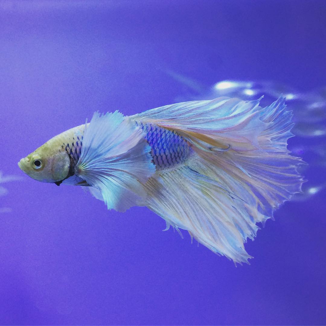 Knowing All Types Of Betta Fish - By Tail, Pattern And Color With Photo ...