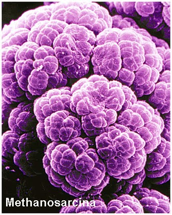 Microbiología: Dominio Archaea